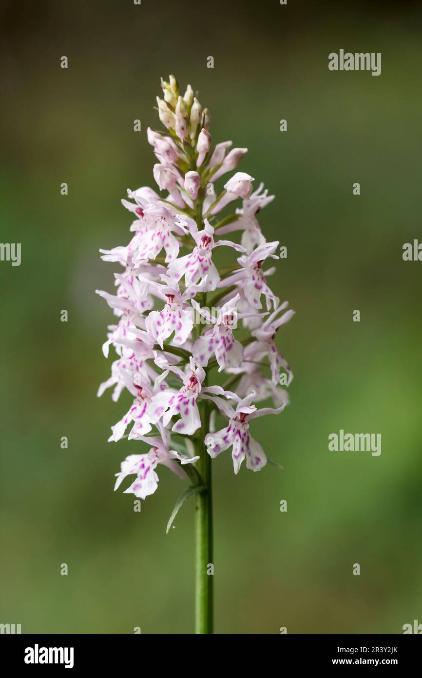 Dactylorhiza maculata, subsp. fuchsii, known as Common spotted orchid ... Dactylorhiza maculata, subsp. fuchsii, known as Common spotted orchid ...