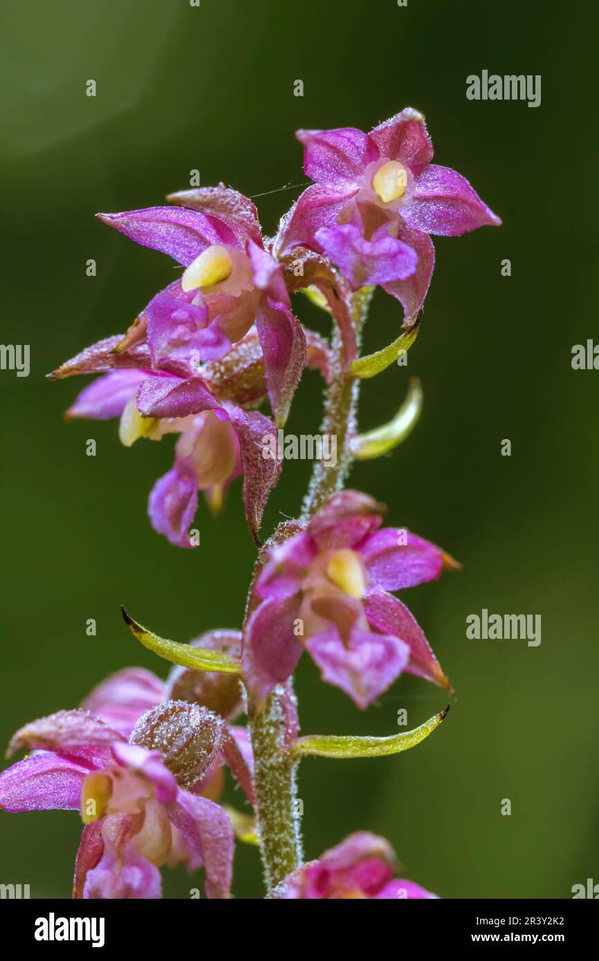 Epipactis atrorubens, known as Dark-red helleborine, Royal helleborine ...