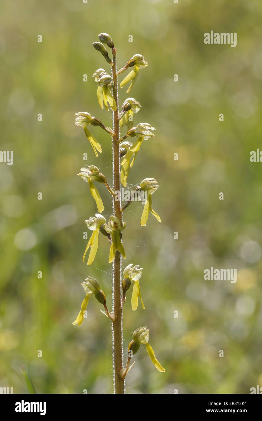 Neottia ovata, syn. Listera ovata, known as Common twayblade, Greater ...