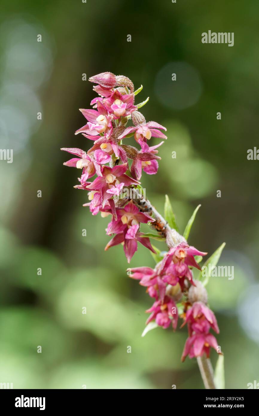 Epipactis atrorubens, known as Dark-red helleborine, Royal helleborine ...