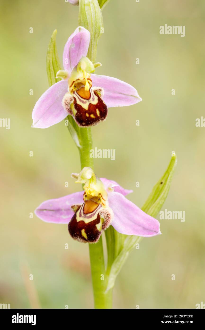 Ophrys apifera, known as the Bee orchid Stock Photo - Alamy
