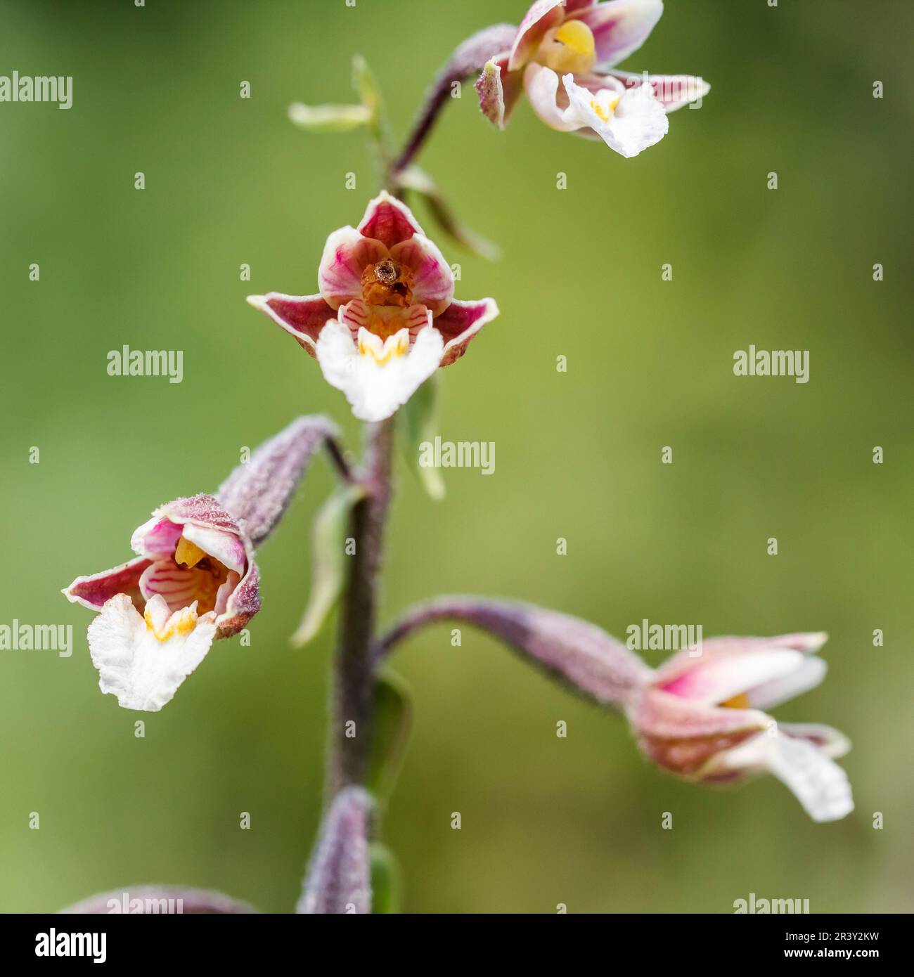 Epipactis palustris, commonly known as the Marsh helleborine Stock ...