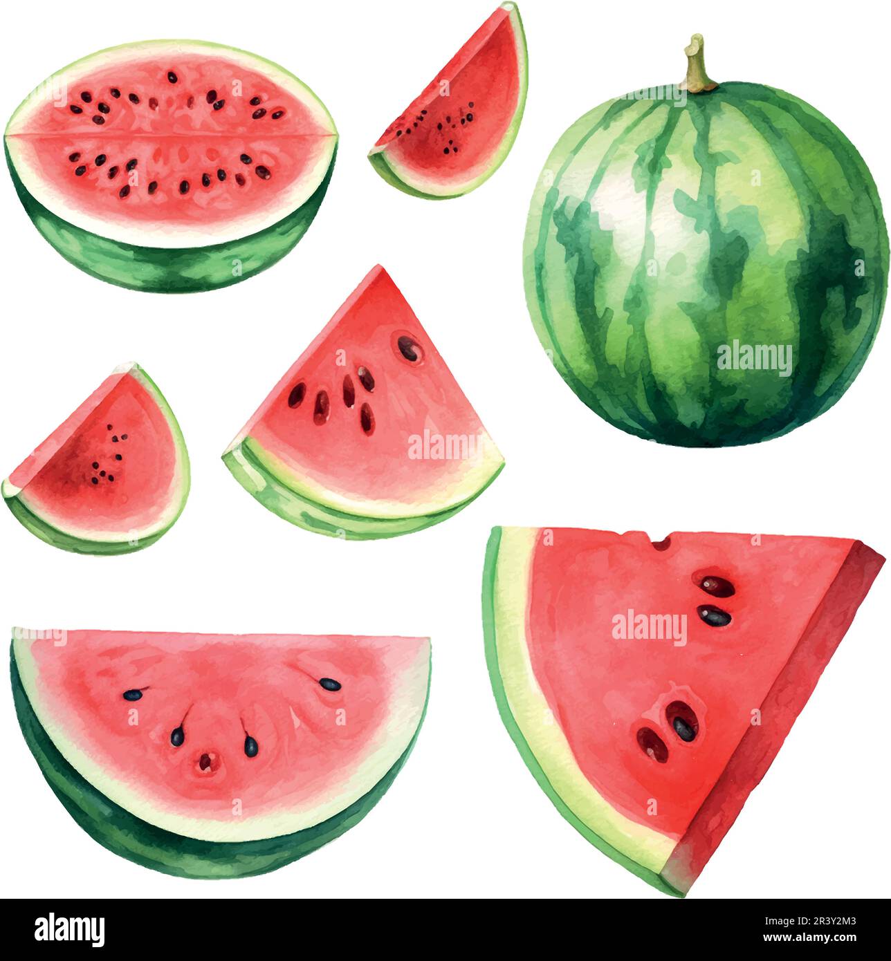 Watercolor watermelon painting Stock Vector Images - Alamy