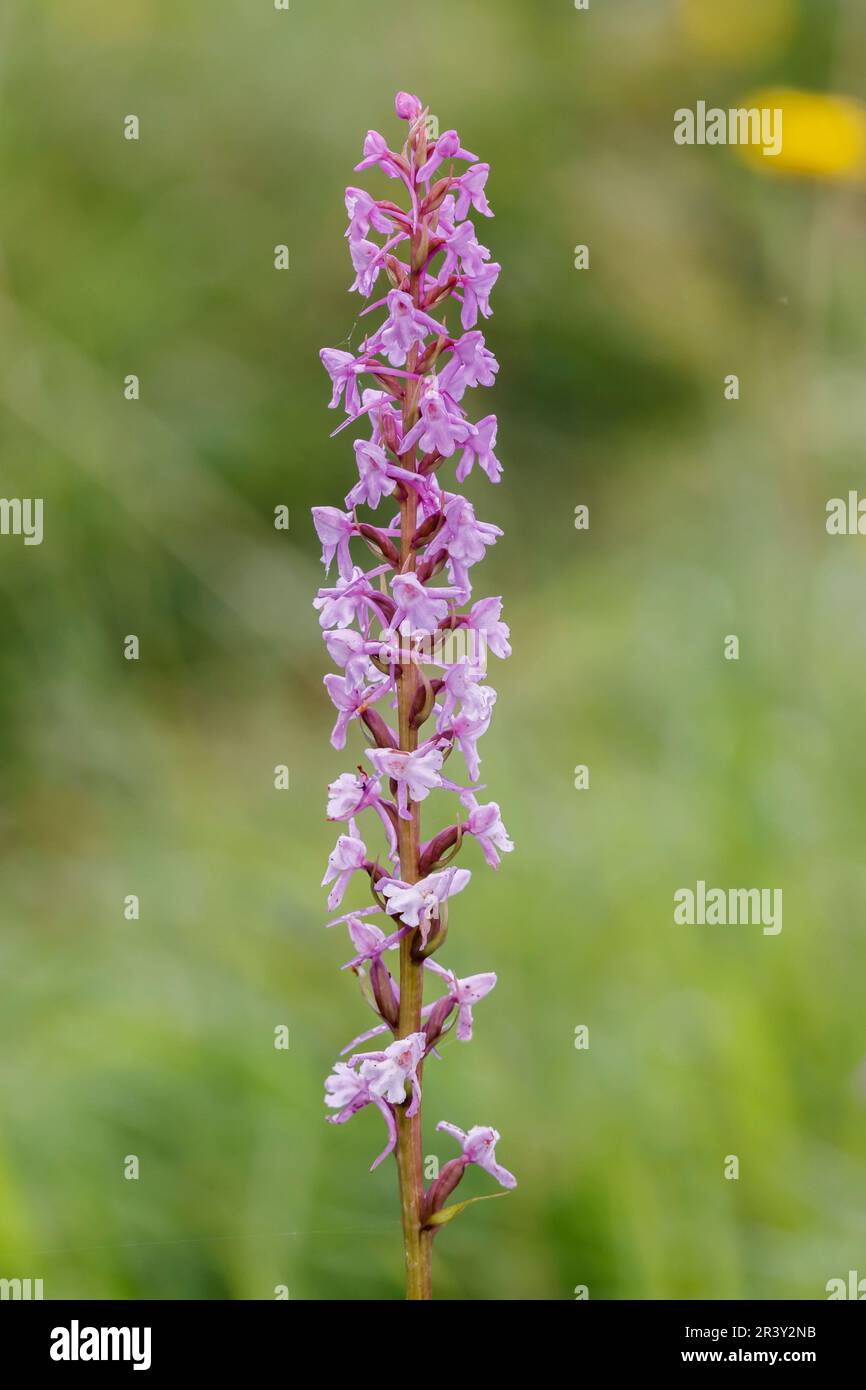 Gymnadenia conopsea, known as Fragant orchid, Marsh fragant orchid ...