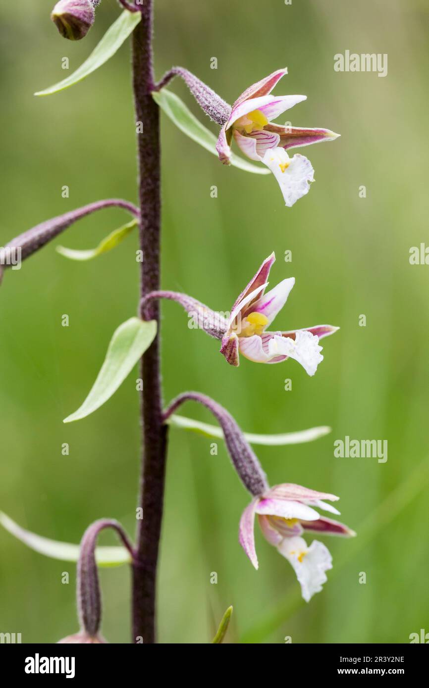 Epipactis palustris, commonly known as the Marsh helleborine Stock ...