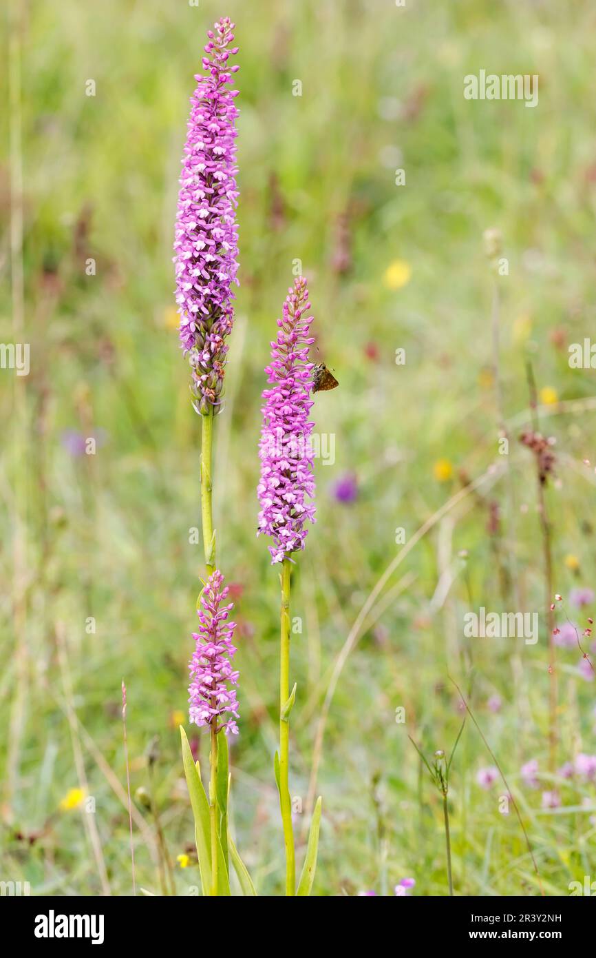 Gymnadenia conopsea, known as Fragant orchid, Marsh fragant orchid ...