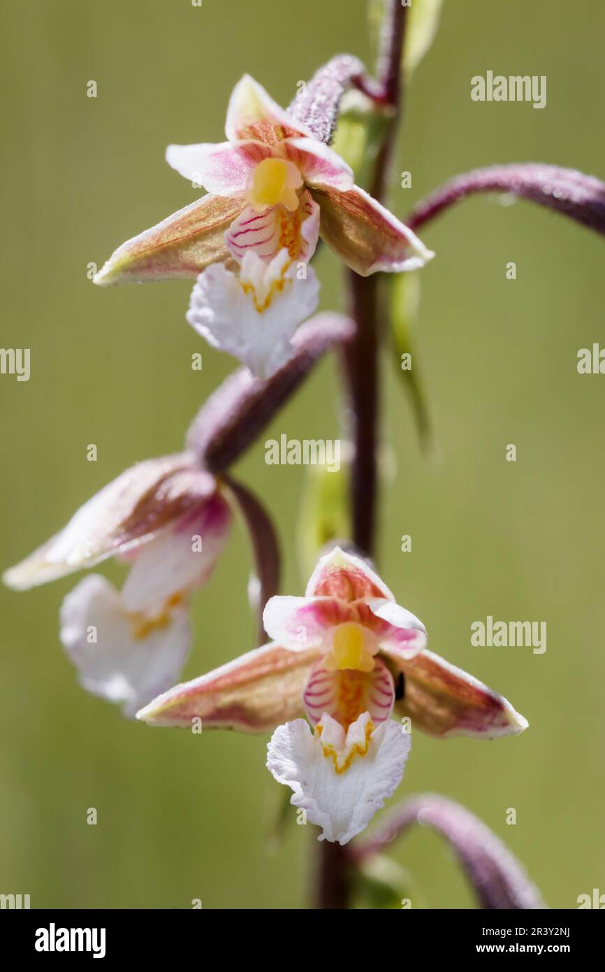 Epipactis palustris, commonly known as the Marsh helleborine Stock ...