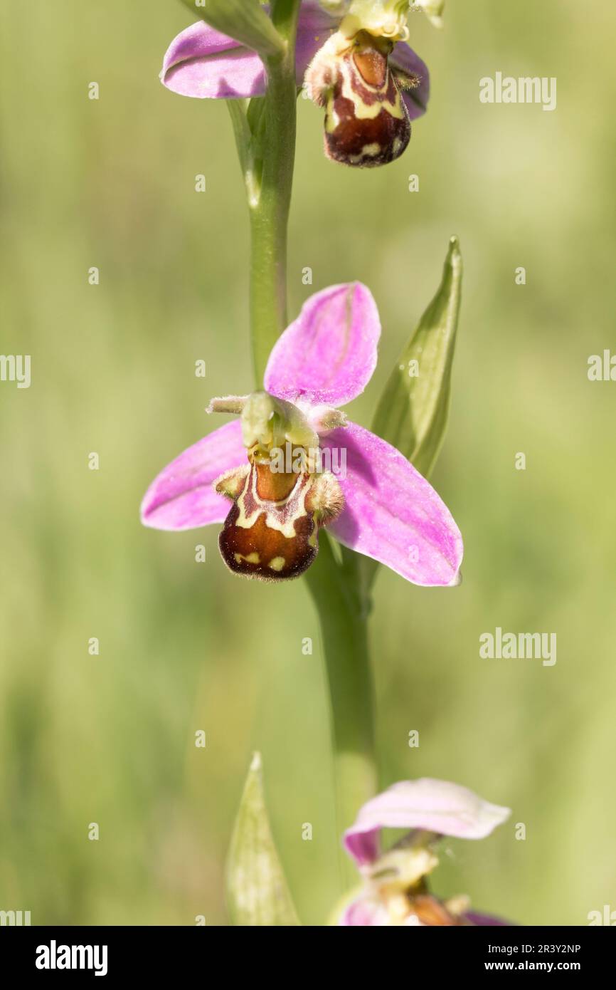 Ophrys apifera, known as the Bee orchid Stock Photo - Alamy