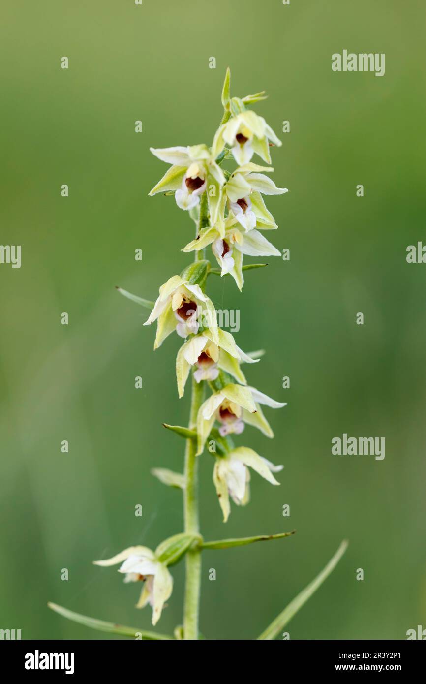 Epipactis muelleri, commonly known as the Mueller's helleborine Stock ...