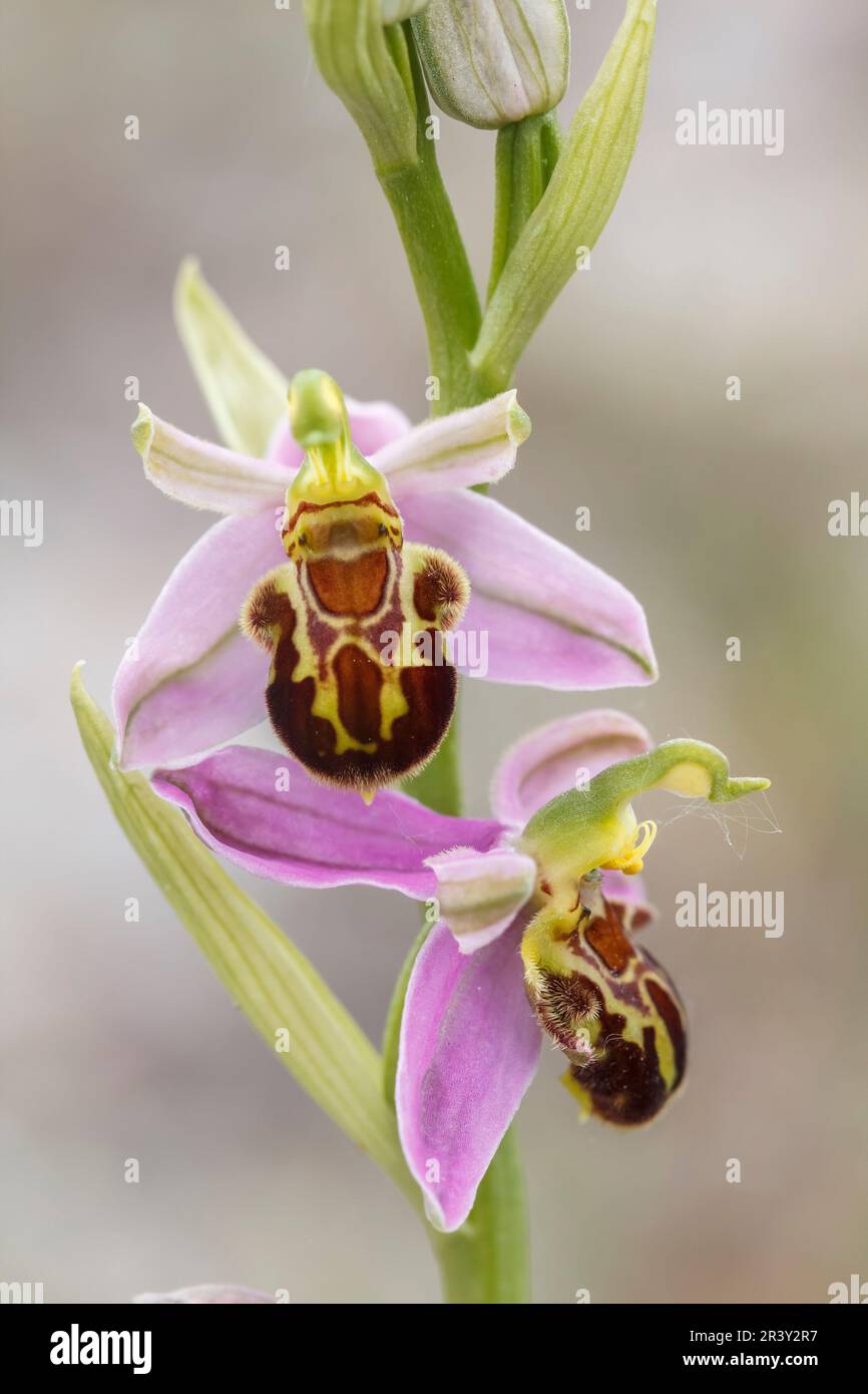 Ophrys apifera, ssp. friburgensis, known as the Bee orchid Stock Photo ...