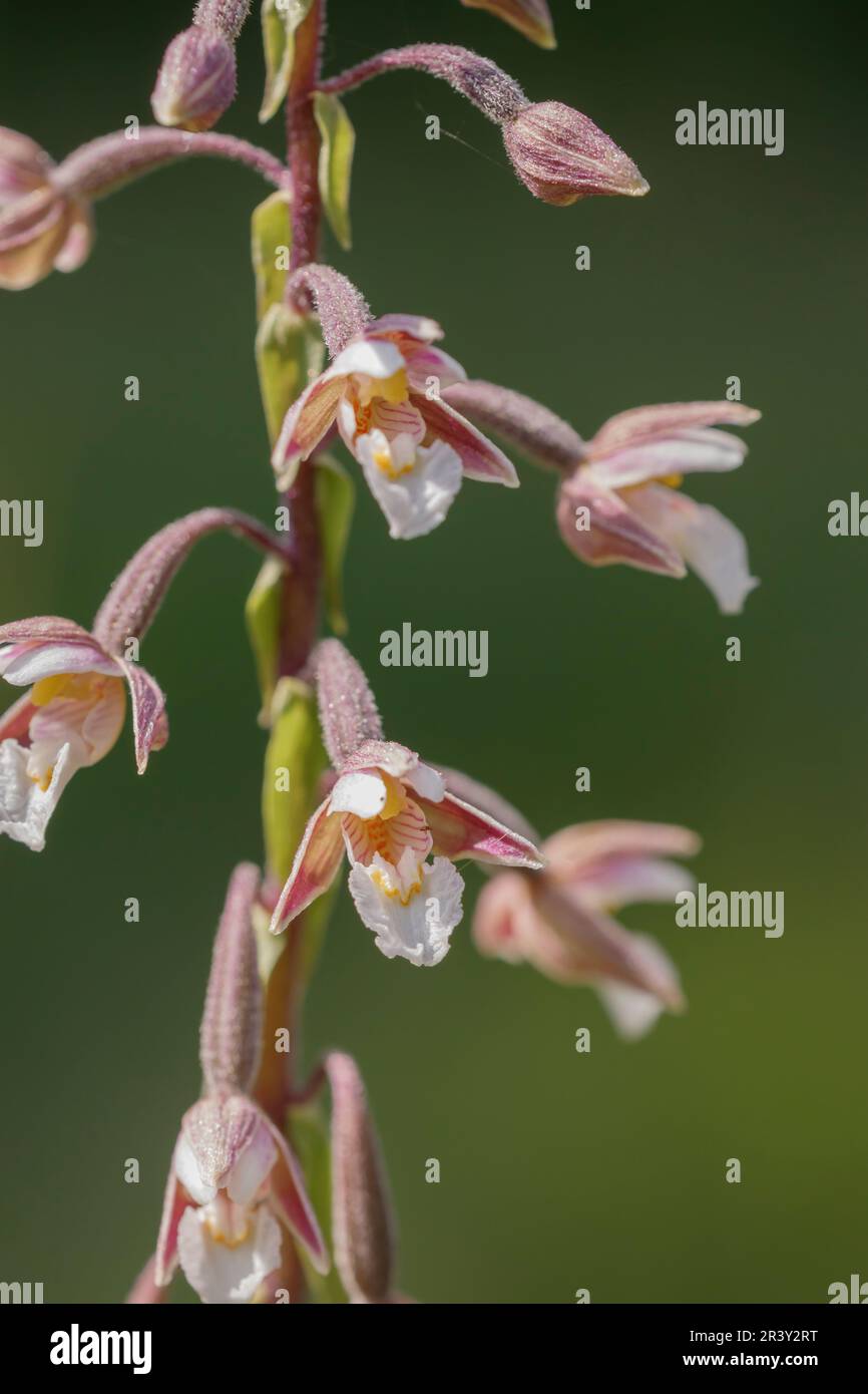 Epipactis palustris, commonly known as the Marsh helleborine Stock ...