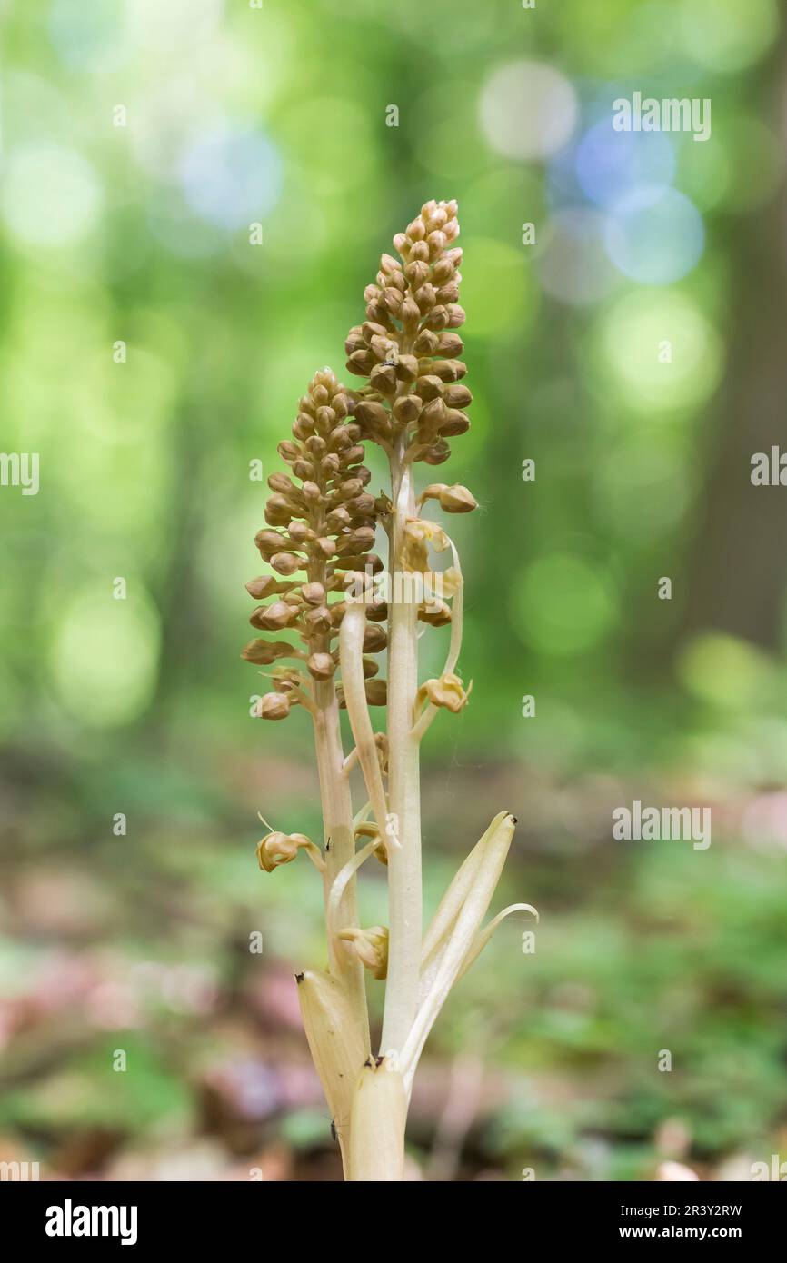 Neottia nidus-avis, known as the Bird's-nest orchid Stock Photo - Alamy