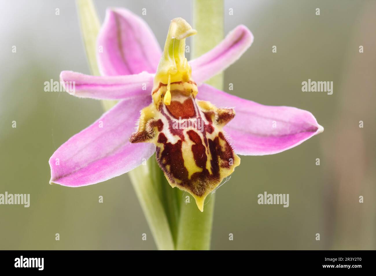 Ophrys apifera, ssp. friburgensis, known as the Bee orchid Stock Photo ...