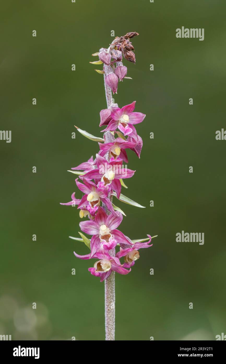 Epipactis atrorubens, known as Dark-red helleborine, Royal helleborine ...