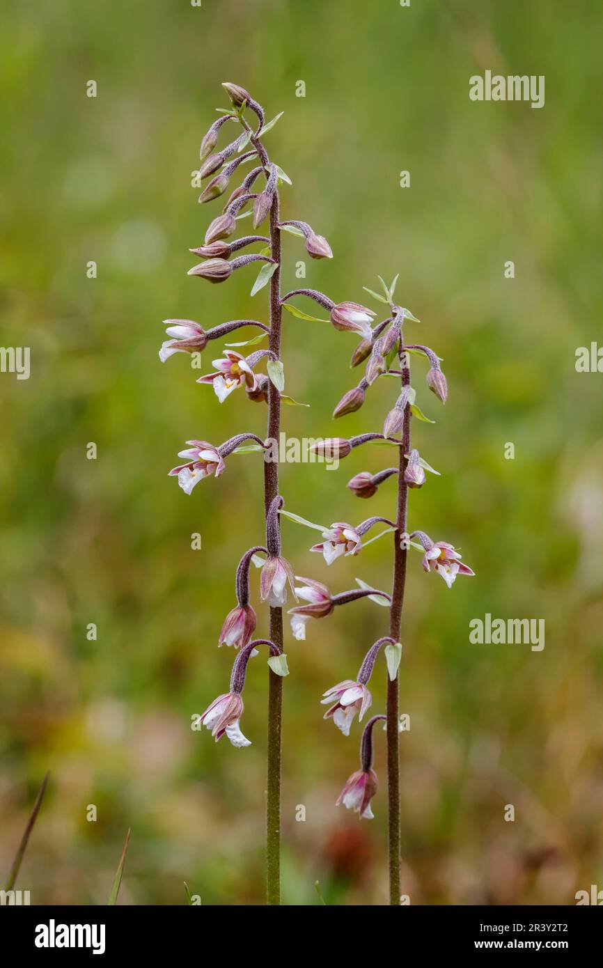Epipactis palustris, commonly known as the Marsh helleborine Stock ...