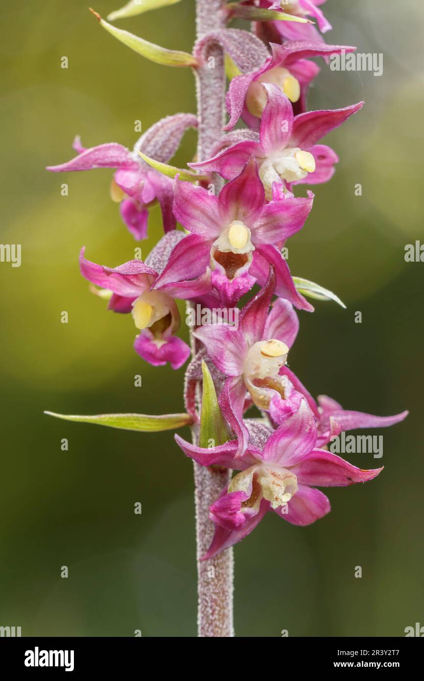 Epipactis atrorubens, known as Dark-red helleborine, Royal helleborine ...
