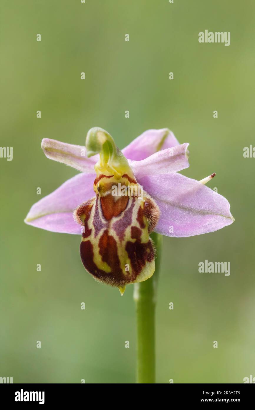 Ophrys apifera, ssp. friburgensis, known as the Bee orchid Stock Photo ...