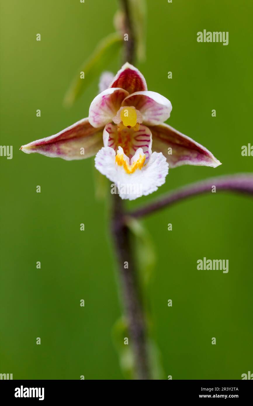 Epipactis palustris, commonly known as the Marsh helleborine Stock ...