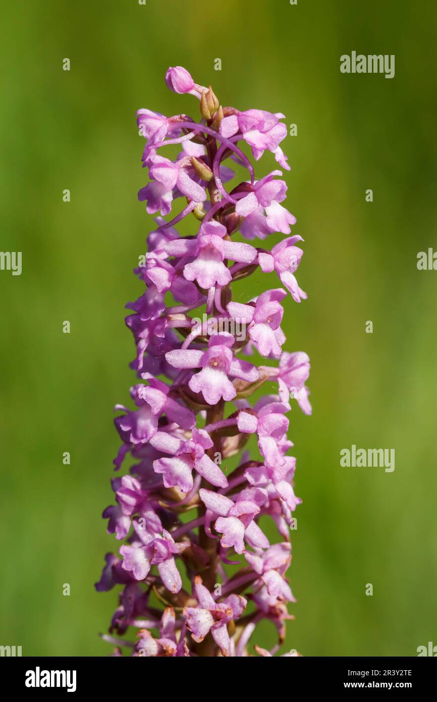 Gymnadenia conopsea, known as Fragant orchid, Marsh fragant orchid ...