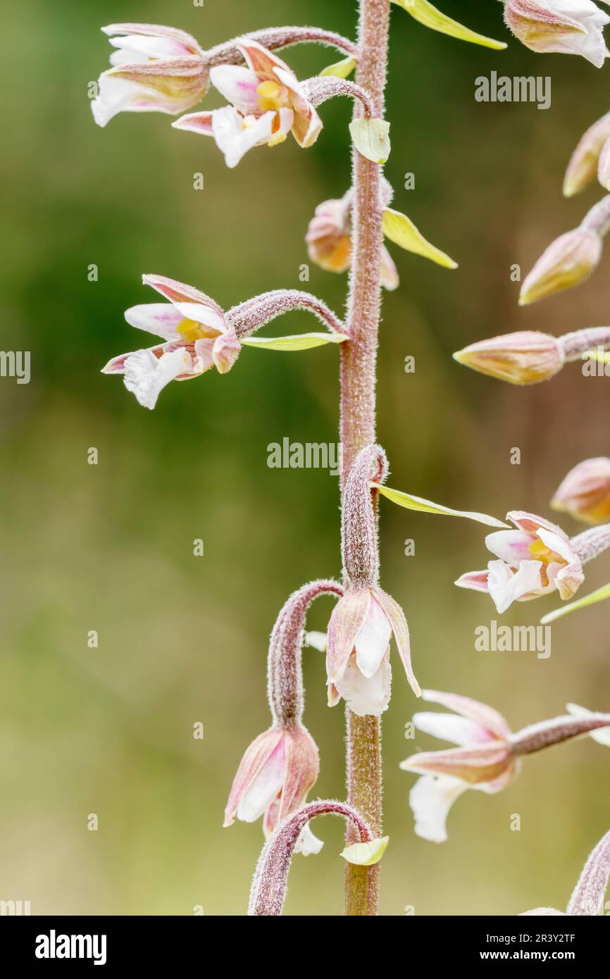 Epipactis palustris, commonly known as the Marsh helleborine Stock ...