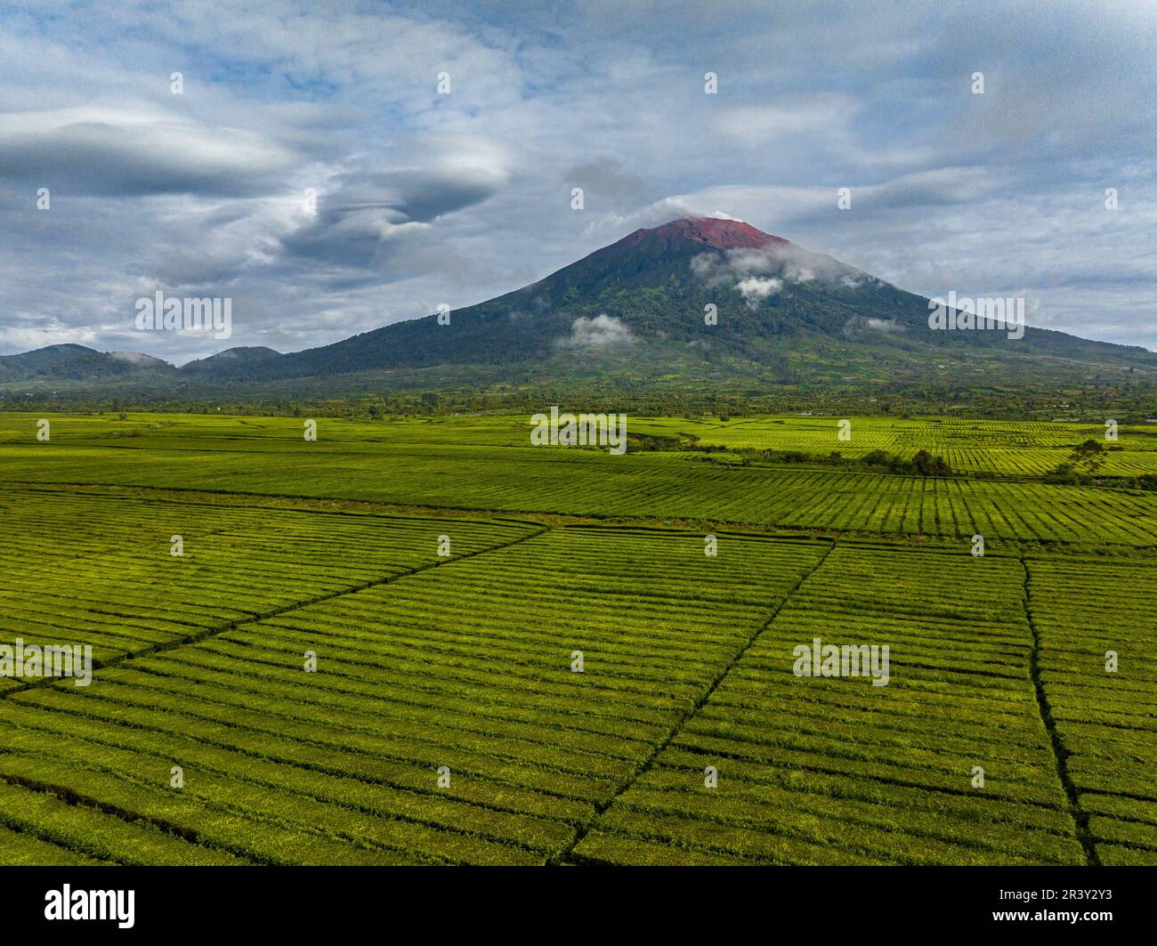 Aerial drone of tea plantations at the foot of the Kerinci volcano. Tea ...