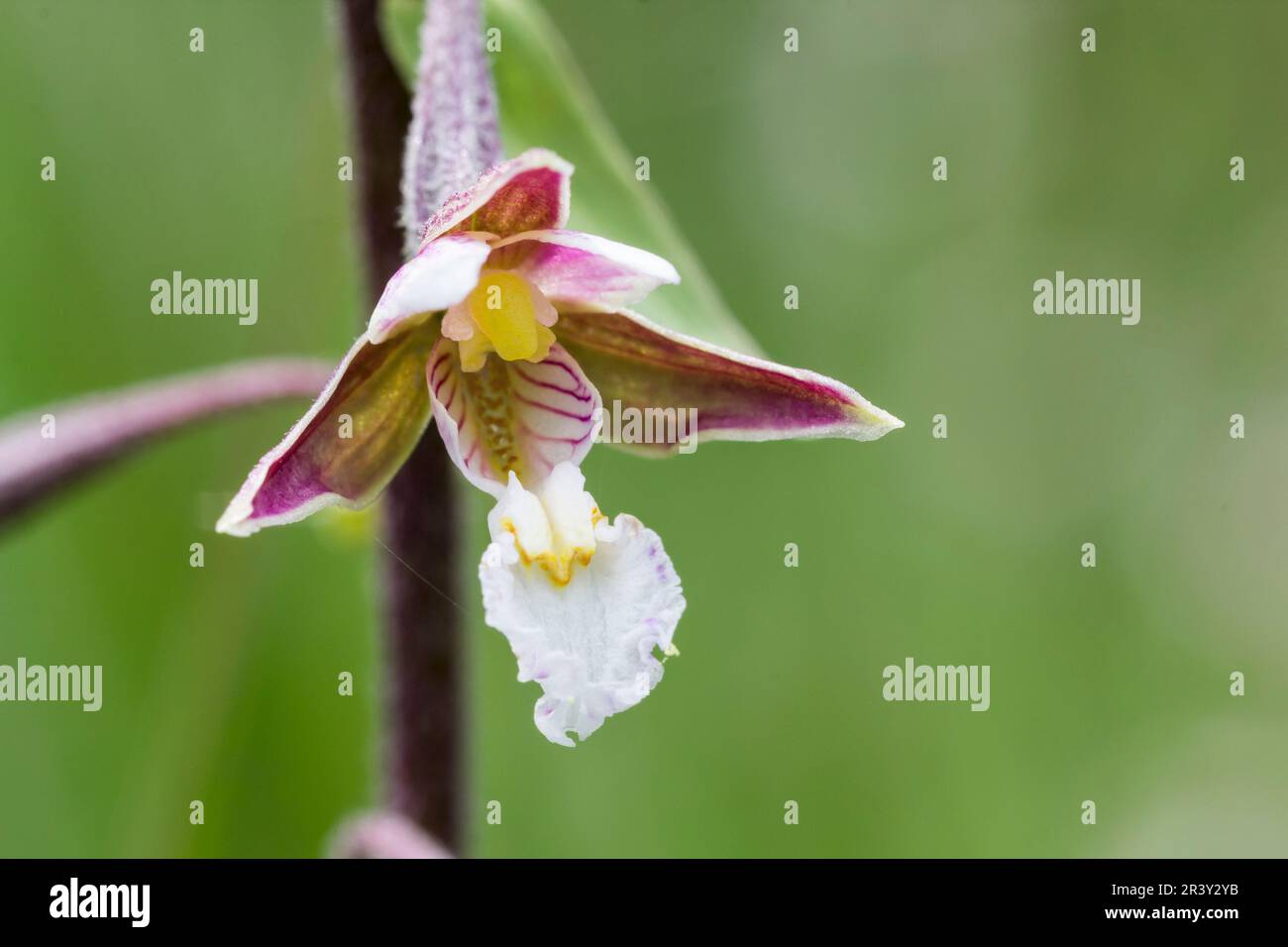 Epipactis palustris, commonly known as the Marsh helleborine Stock ...