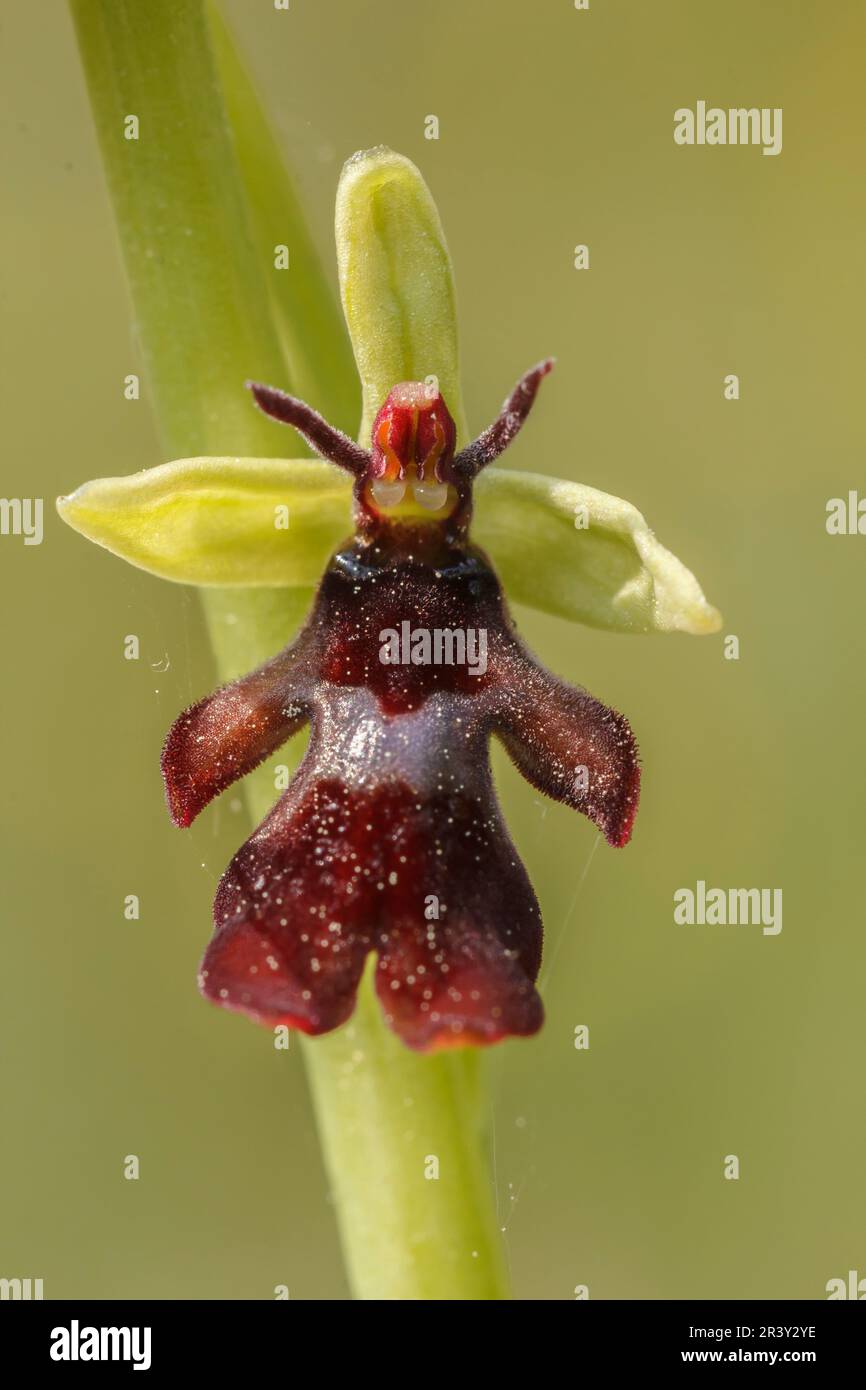 Ophrys insectifera, known as Fly orchid, Insect-bearing ophrys Stock ...
