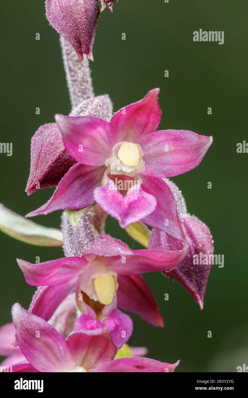 Epipactis atrorubens, known as Dark-red helleborine, Royal helleborine ...