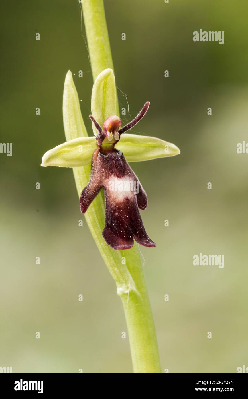 Ophrys insectifera, known as Fly orchid, Insect-bearing ophrys Stock ...