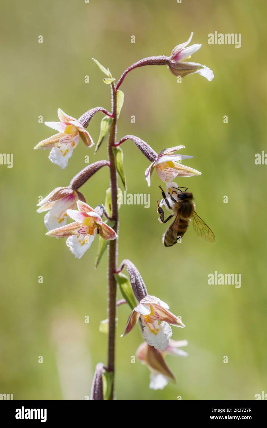 Epipactis palustris, commonly known as the Marsh helleborine Stock ...