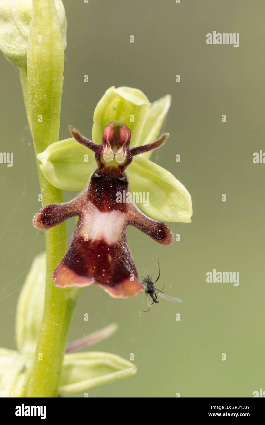 Ophrys insectifera, known as Fly orchid, Insect-bearing ophrys Stock ...