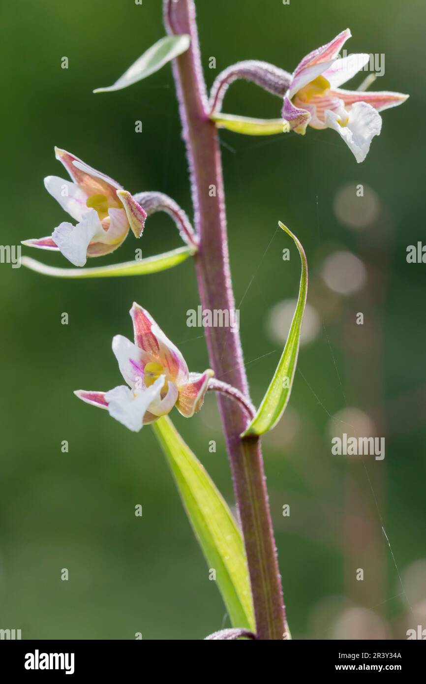 Epipactis palustris, commonly known as the Marsh helleborine Stock ...