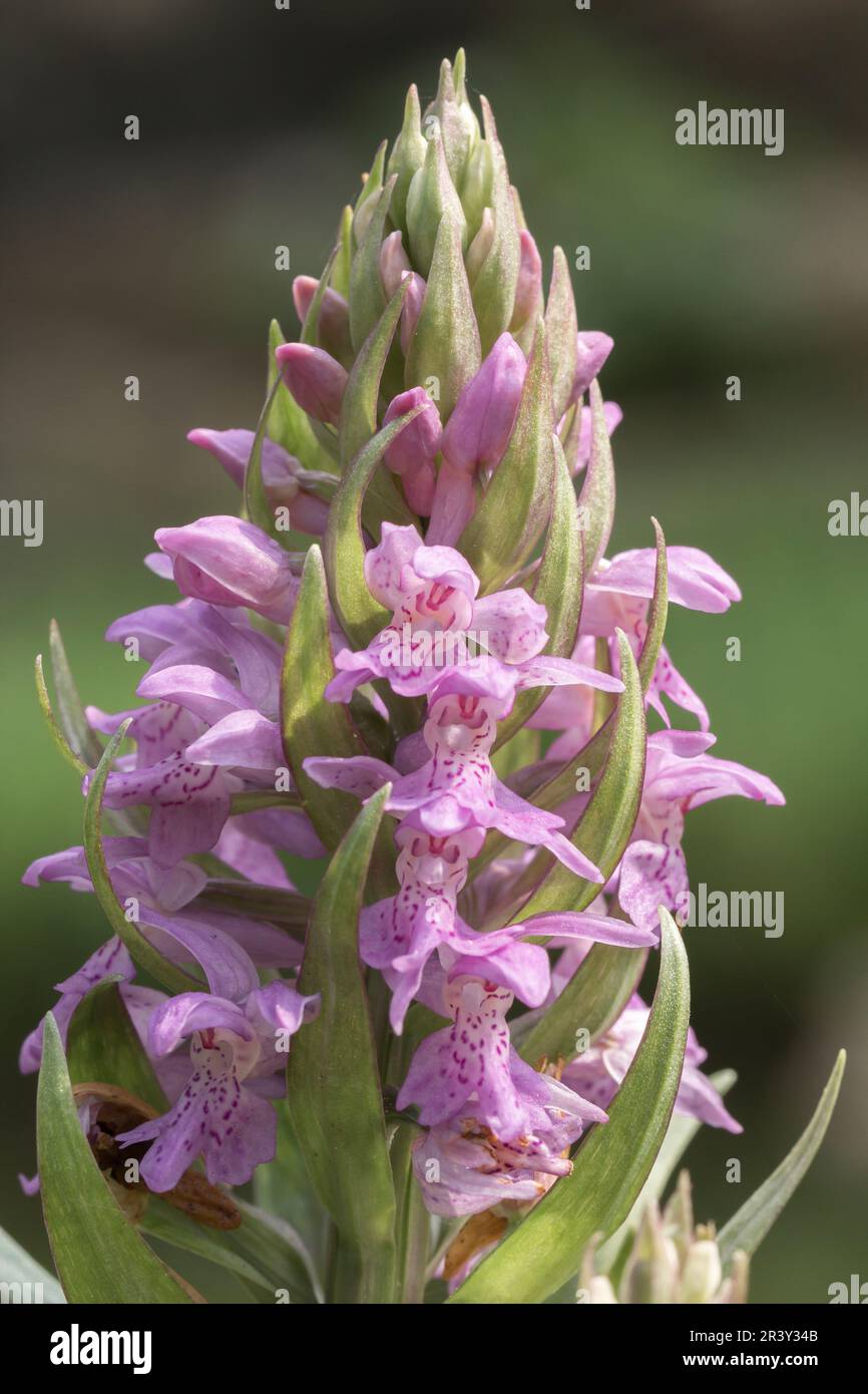 Dactylorhiza majalis, known as Marsh orchid, Common marsh orchid ...