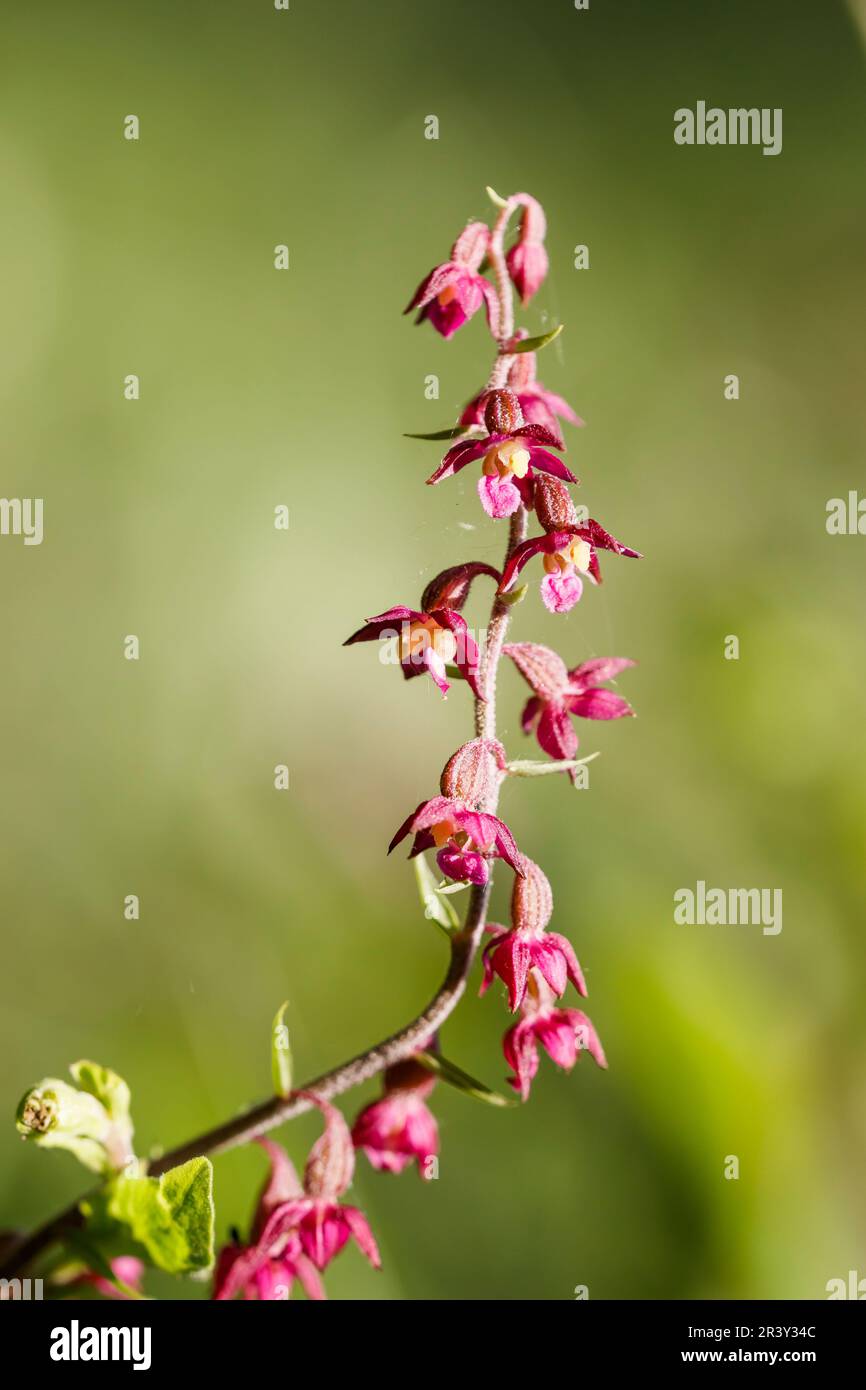 Epipactis atrorubens, known as Dark-red helleborine, Royal helleborine ...