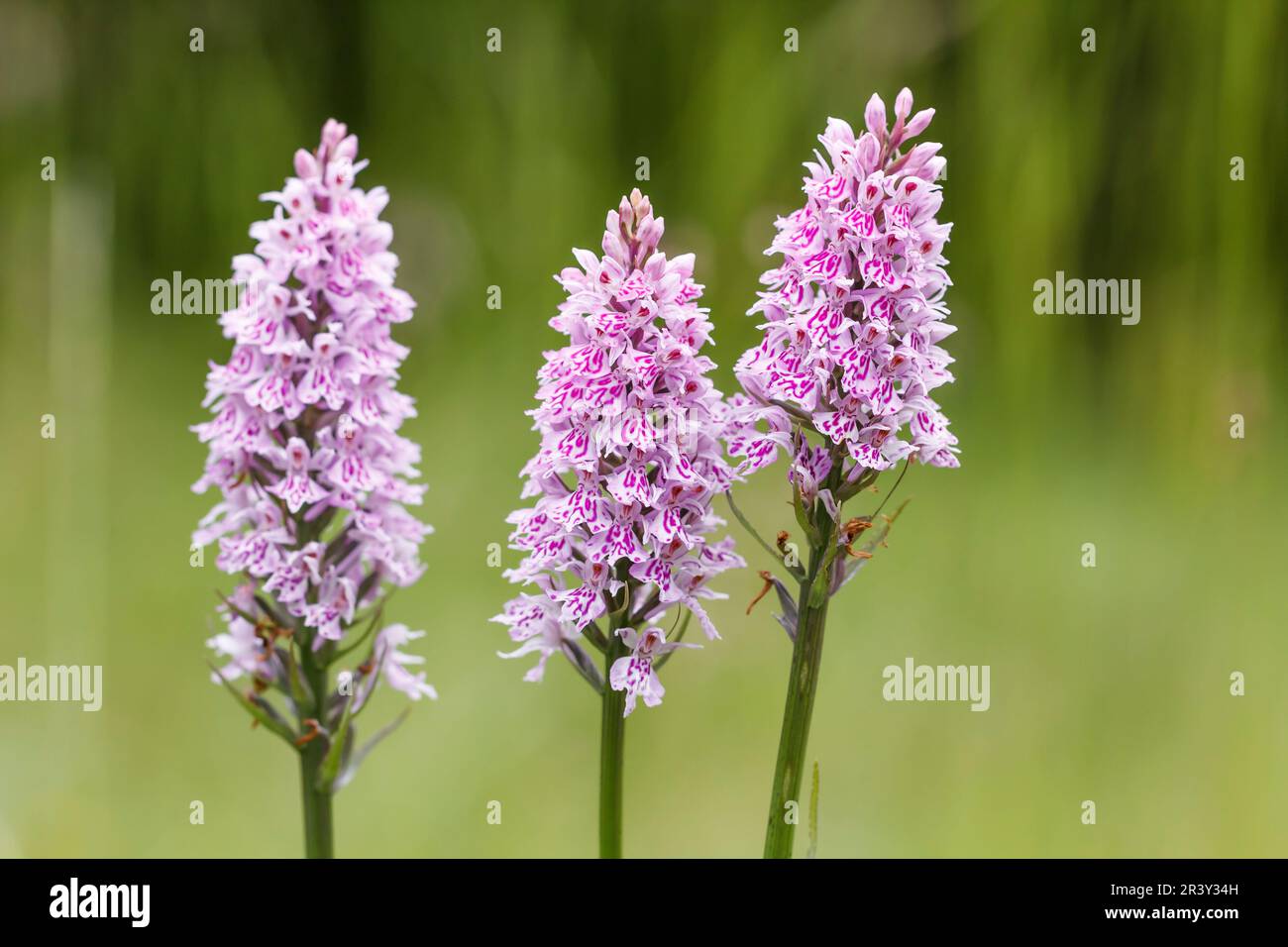 Dactylorhiza maculata, subsp. fuchsii, known as Common spotted orchid ... Dactylorhiza maculata, subsp. fuchsii, known as Common spotted orchid ...
