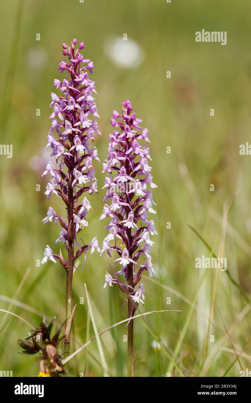 Gymnadenia conopsea, known as Fragant orchid, Marsh fragant orchid ...