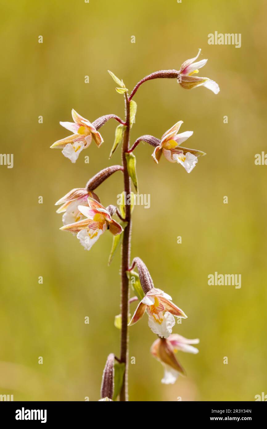 Epipactis palustris, commonly known as the Marsh helleborine Stock ...