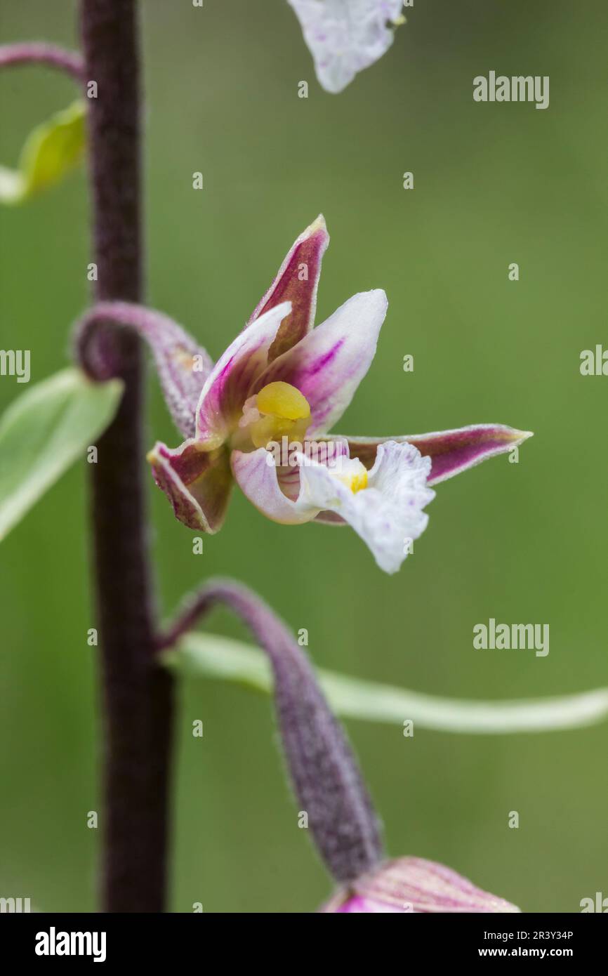 Epipactis palustris, commonly known as the Marsh helleborine Stock ...