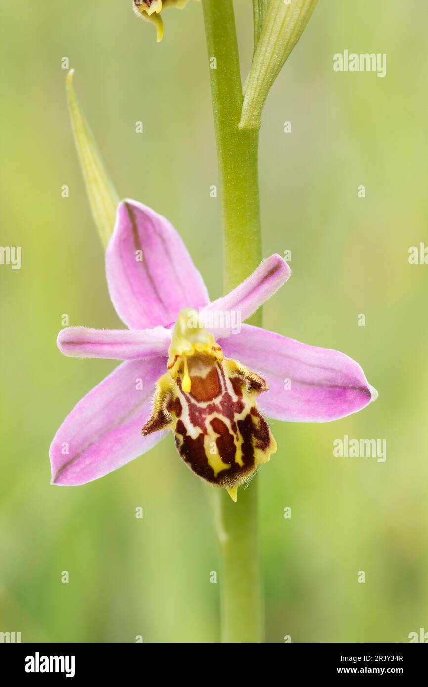 Ophrys apifera, ssp. friburgensis, known as the Bee orchid Stock Photo ...