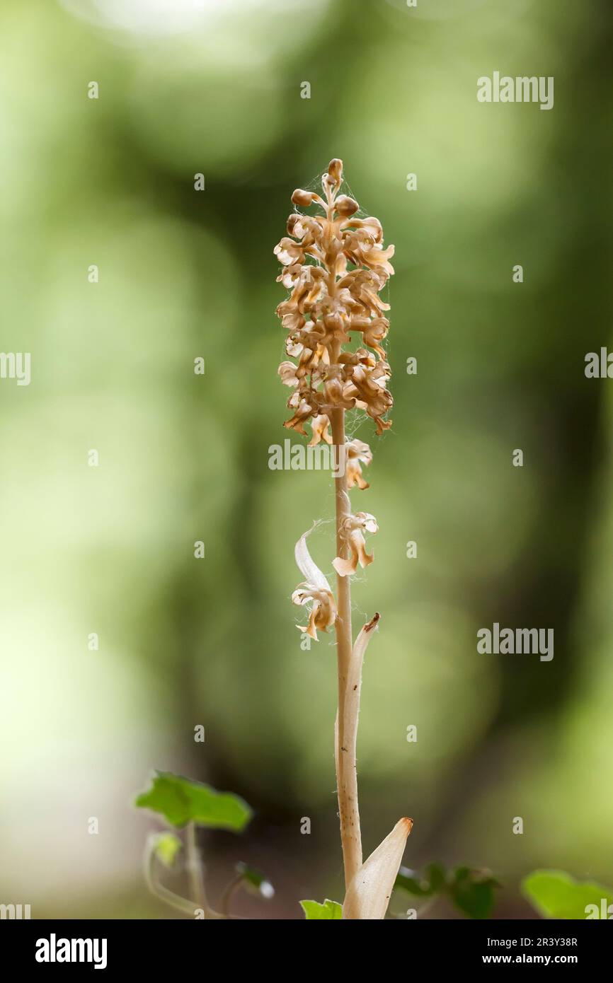 Neottia nidus-avis, known as the Bird's-nest orchid Stock Photo - Alamy