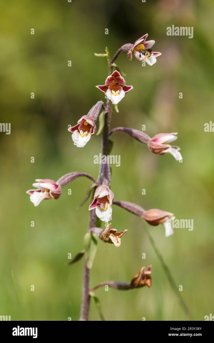 Epipactis palustris, commonly known as the Marsh helleborine Stock ...