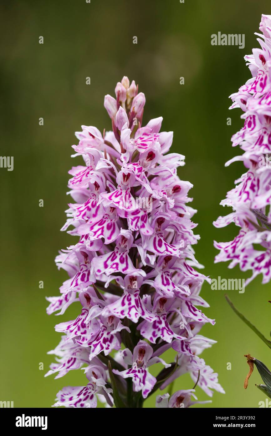 Dactylorhiza maculata, subsp. fuchsii, known as Common spotted orchid ... Dactylorhiza maculata, subsp. fuchsii, known as Common spotted orchid ...