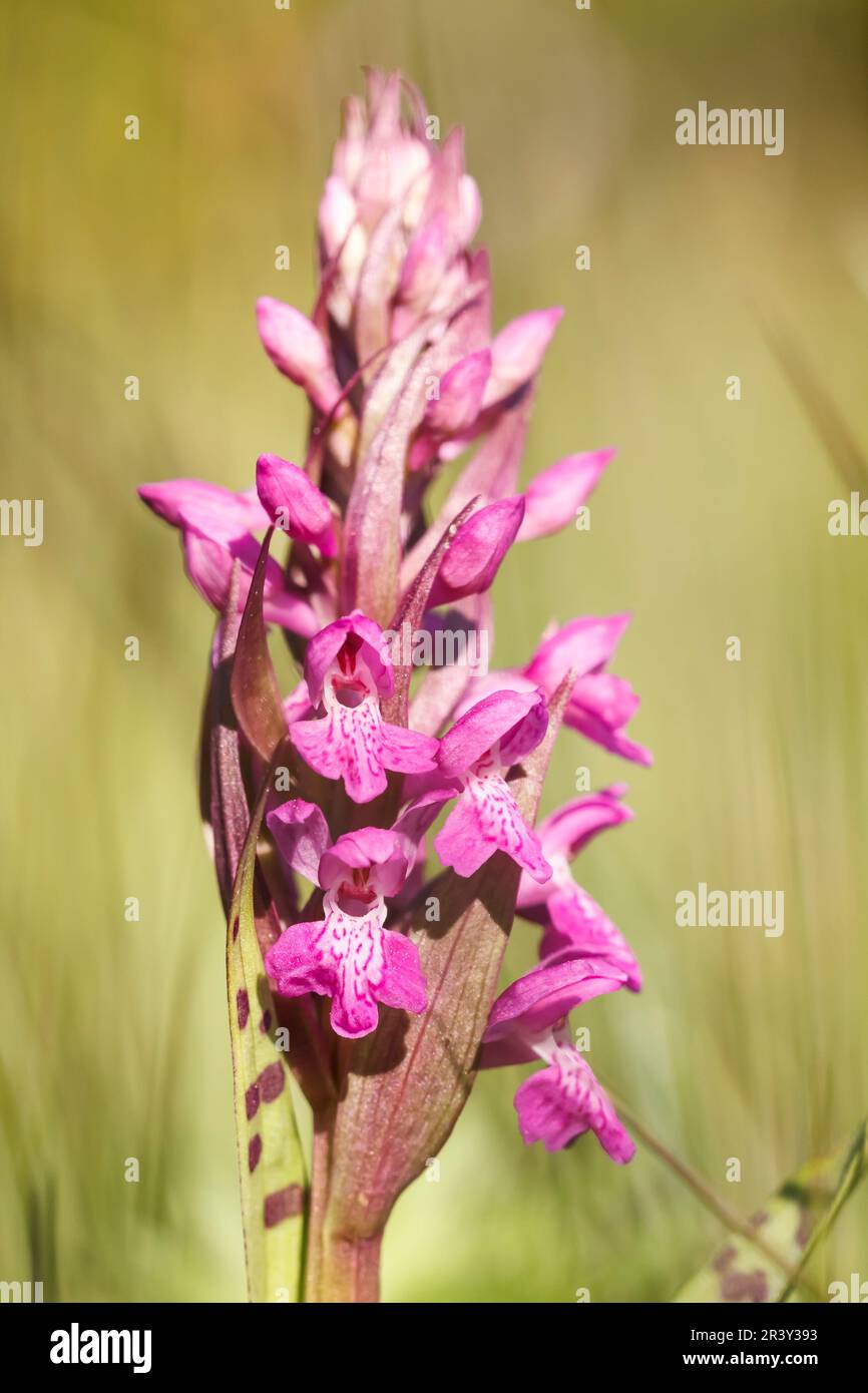 Dactylorhiza majalis, known as Marsh orchid, Common marsh orchid ...