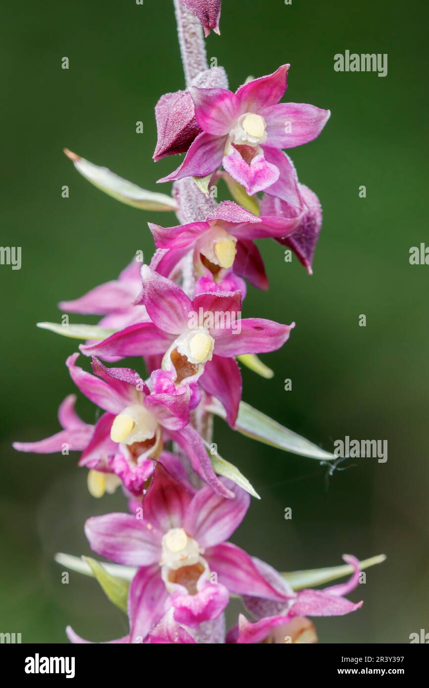 Epipactis palustris, commonly known as the Marsh helleborine Stock ...