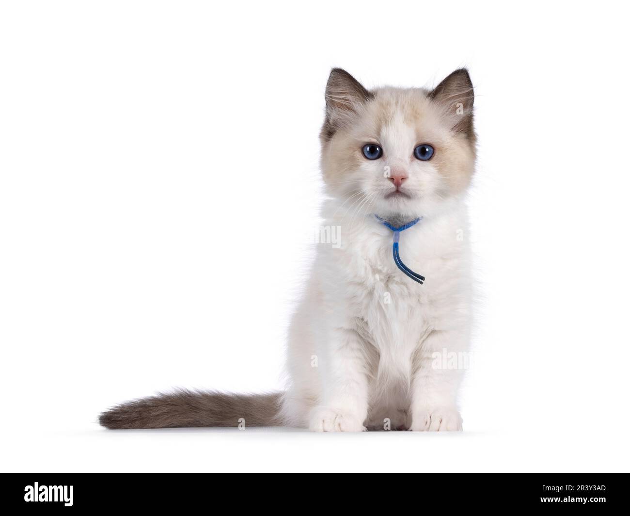 Cute bicolor Ragdoll cat kitten, sitting up facing front. Looking ...