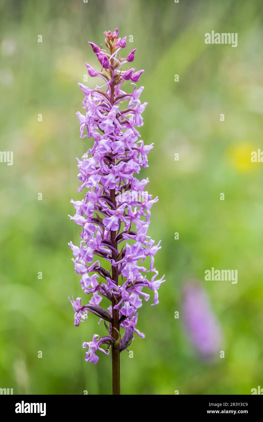 Gymnadenia conopsea, known as Fragant orchid, Marsh fragant orchid ...