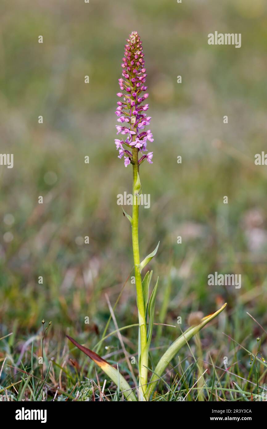 Gymnadenia conopsea, known as Fragant orchid, Marsh fragant orchid ...