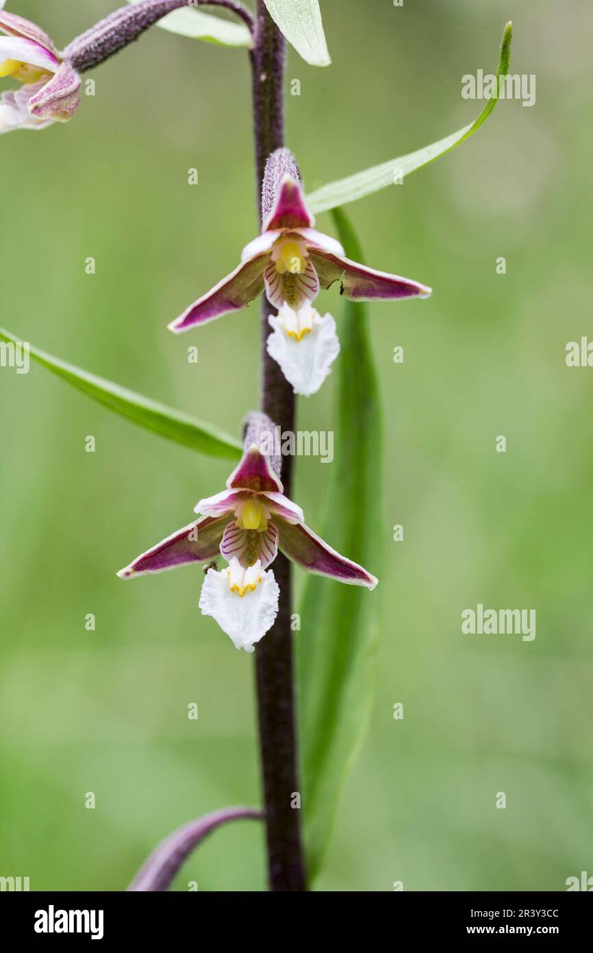 Epipactis palustris, commonly known as the Marsh helleborine Stock ...