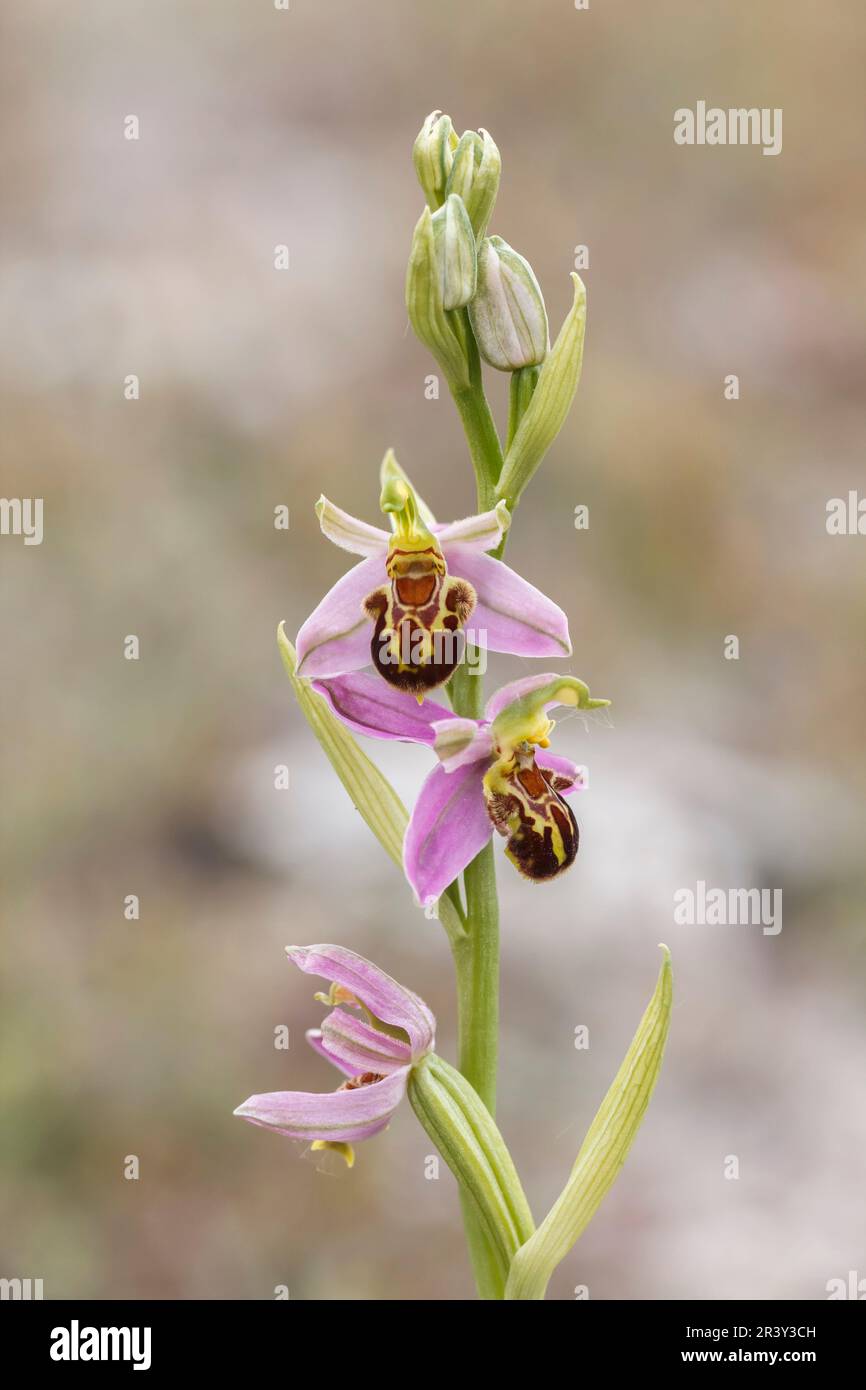 Ophrys apifera, ssp. friburgensis, known as the Bee orchid Stock Photo ...