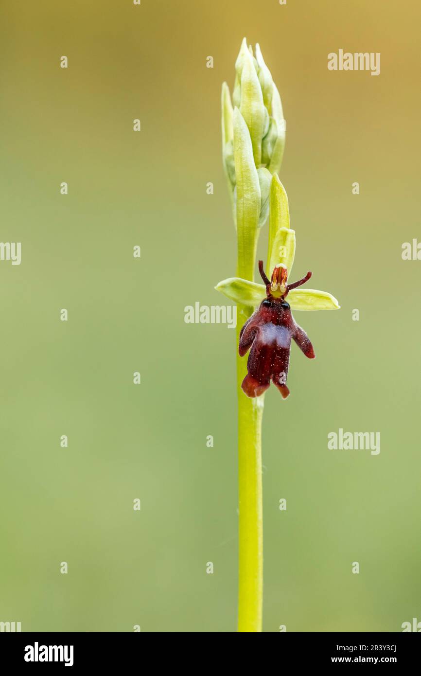 Ophrys insectifera, known as Fly orchid, Insect-bearing ophrys Stock ...